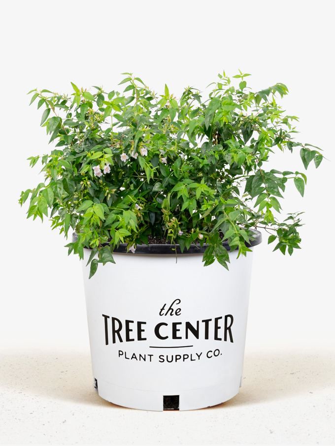 Abelia Shrubs For Sale Online | The Tree Center