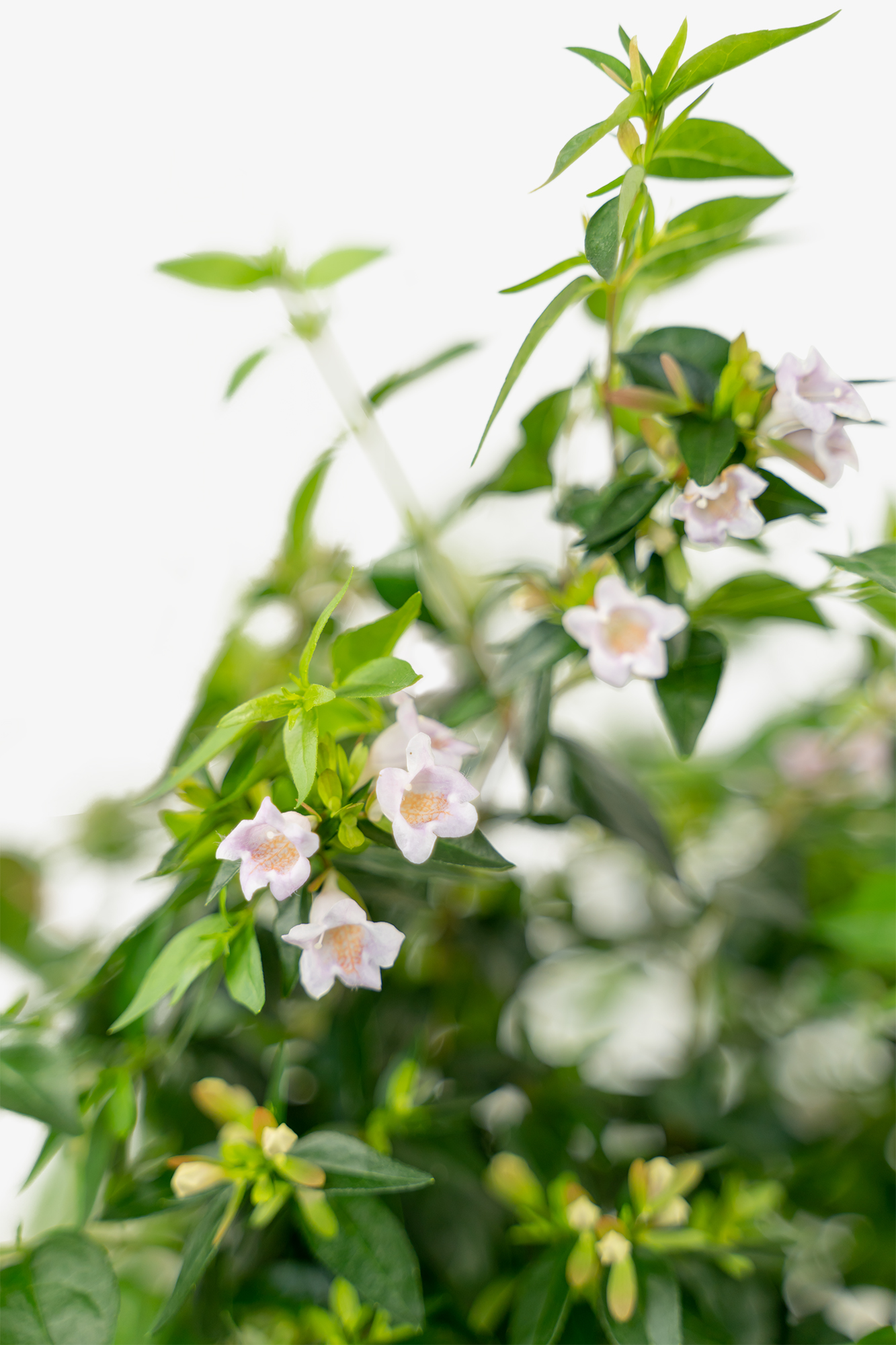 Edward Goucher Pink Abelia For Sale | The Tree Center