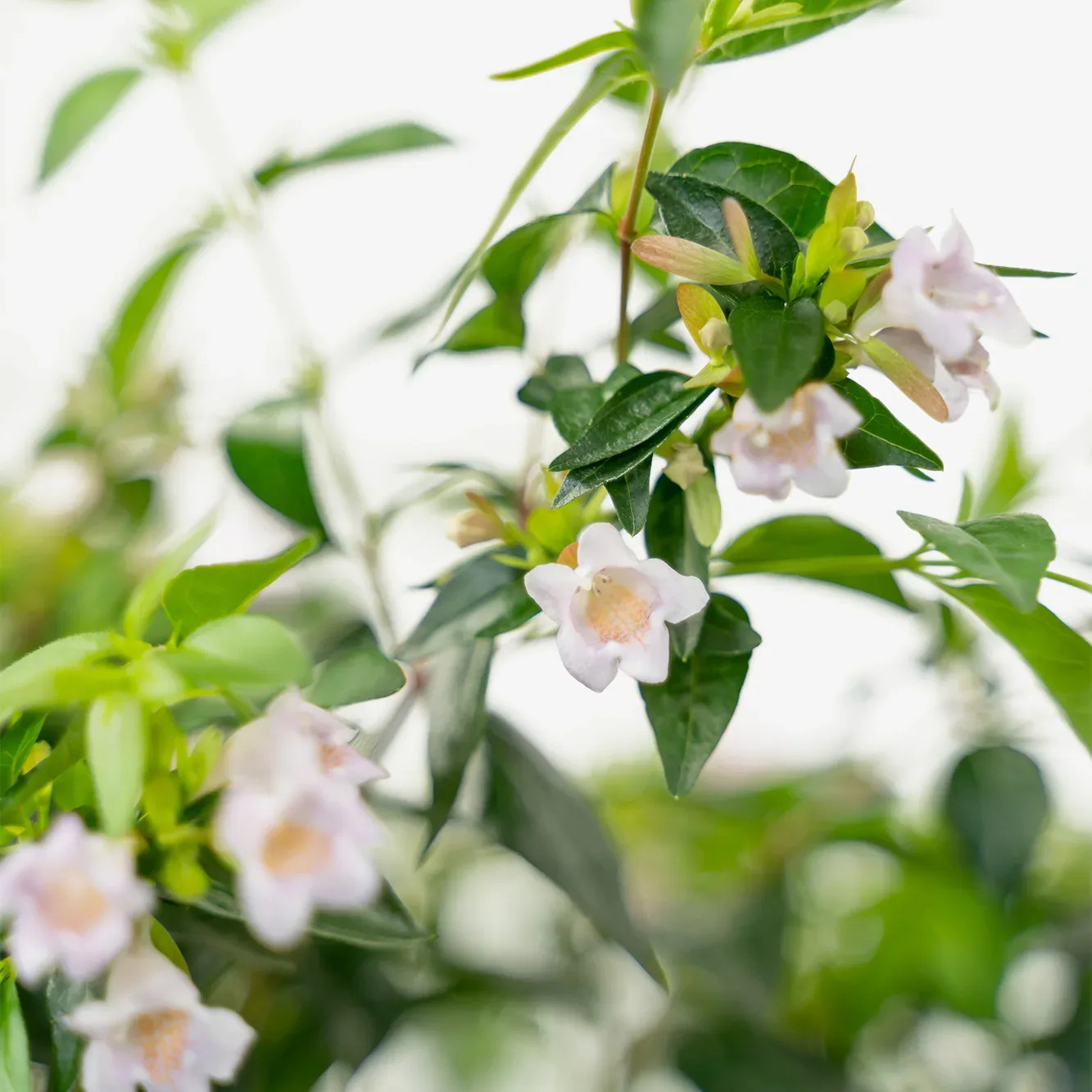Edward Goucher Pink Abelia For Sale | The Tree Center