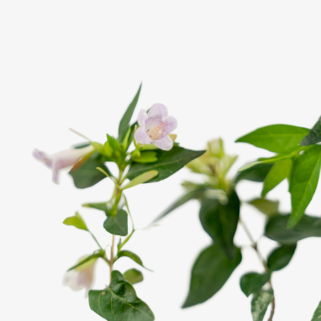 Edward Goucher Pink Abelia For Sale | The Tree Center