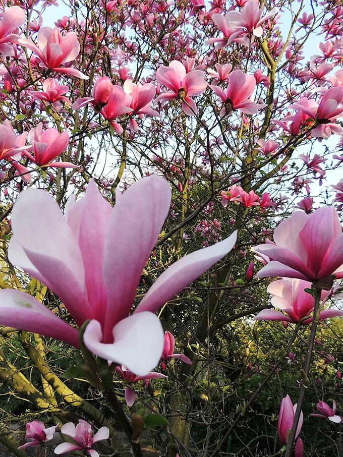 Jane Magnolia Trees For Sale - Buy Jane Magnolias | The Tree Center