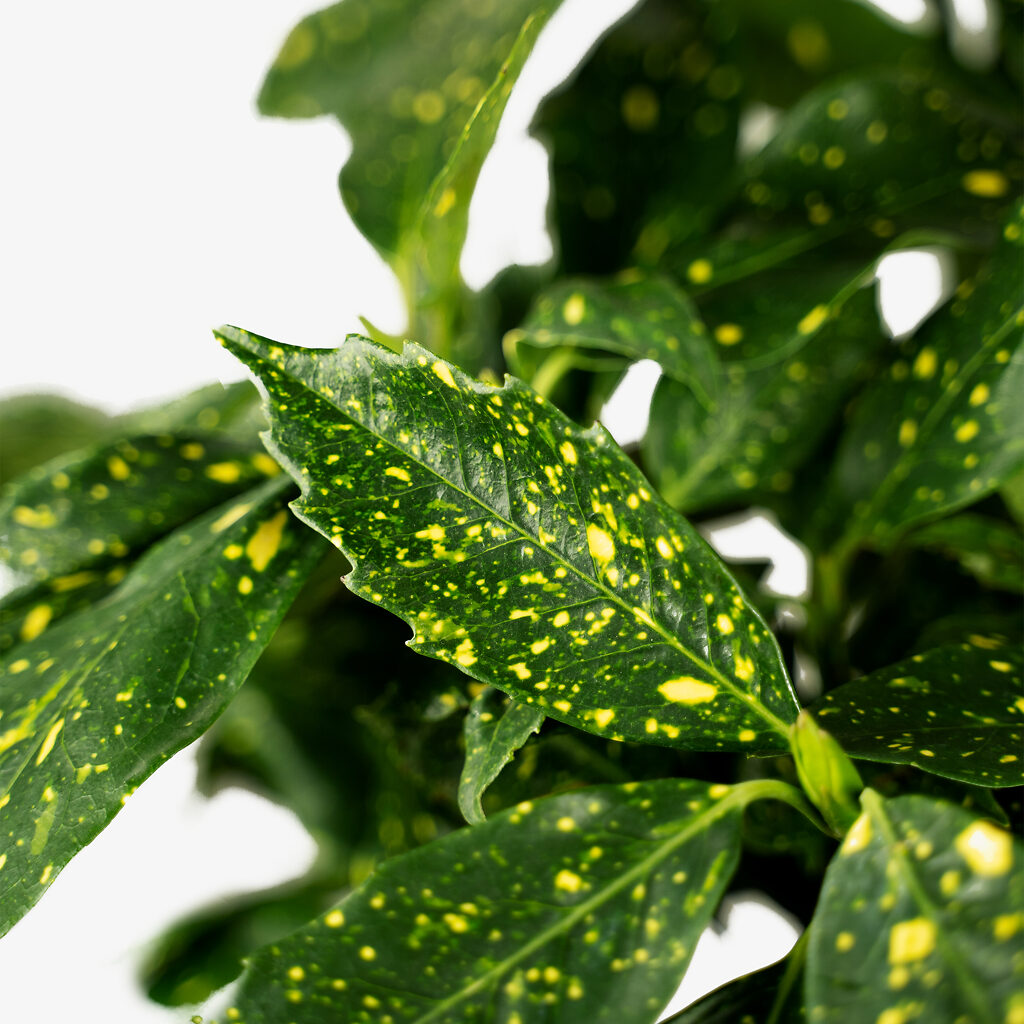Gold Dust Aucuba Plant For Sale | The Tree Center