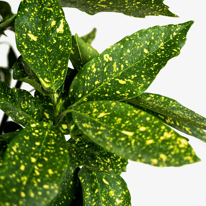 Gold Dust Aucuba Plant For Sale | The Tree Center