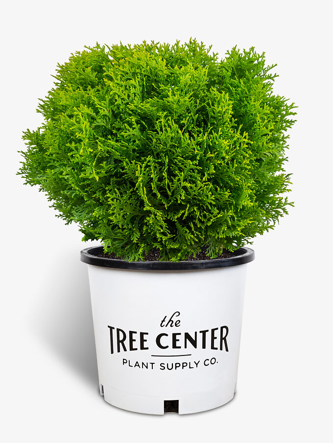 Steeplechase Arborvitae Trees For Sale | The Tree Center