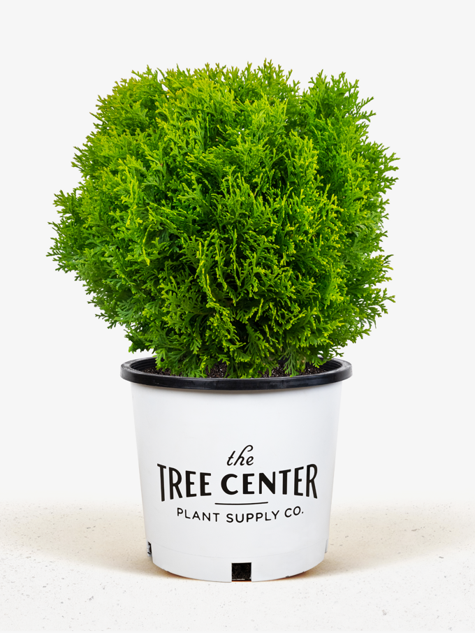 Arborvitae Trees for Sale Online | The Tree Center