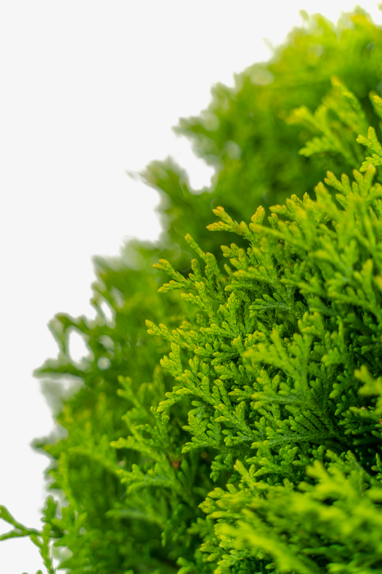 Little Giant Dwarf Arborvitae