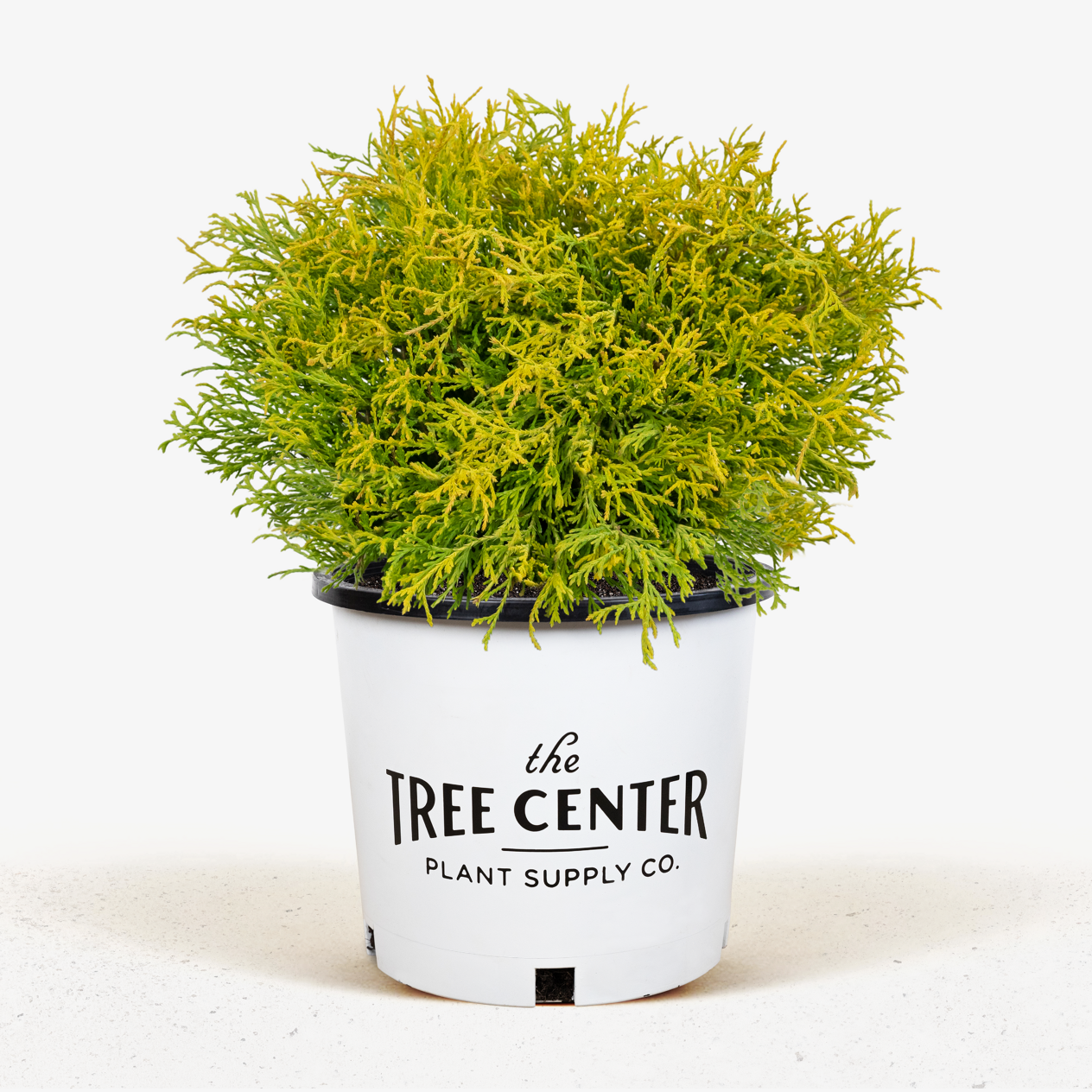 Sungold Sawara Cypress Shrubs For Sale | The Tree Center