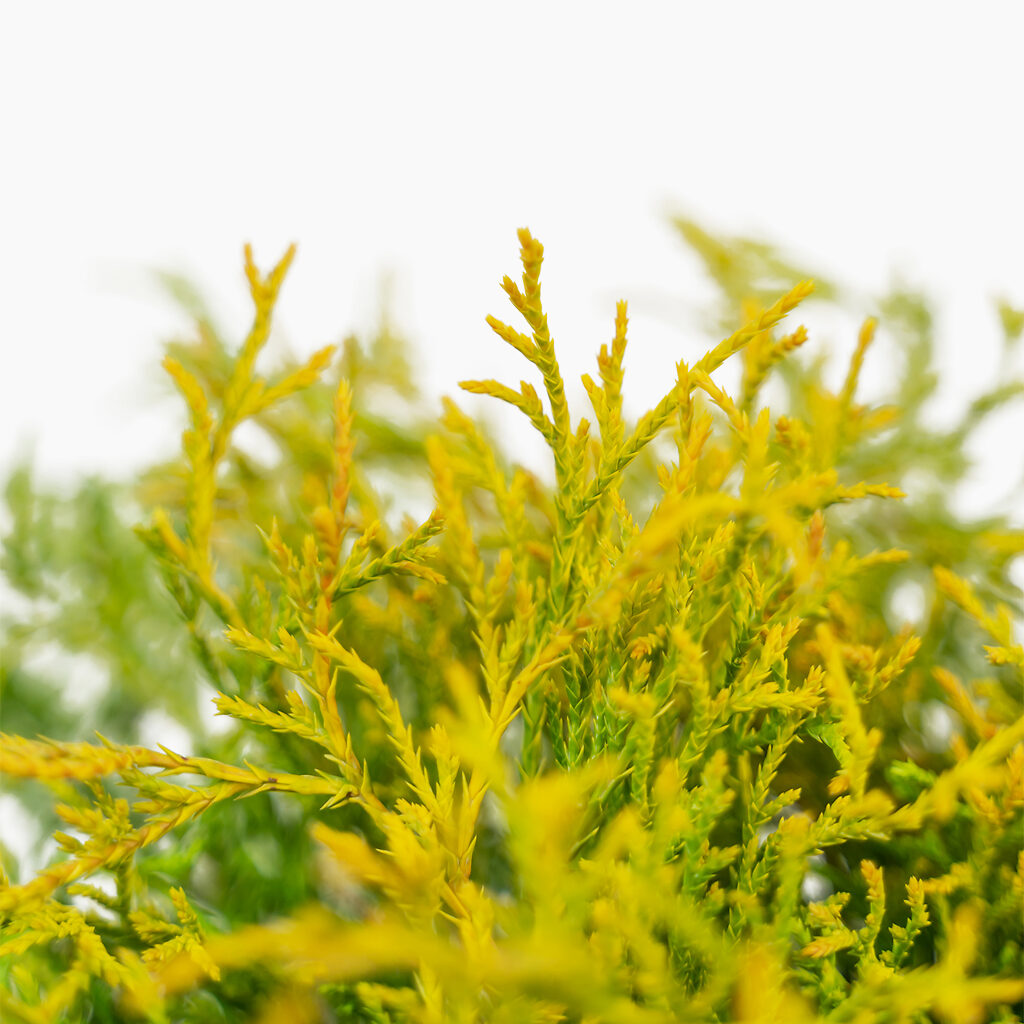 Sungold Sawara Cypress Shrubs For Sale | The Tree Center