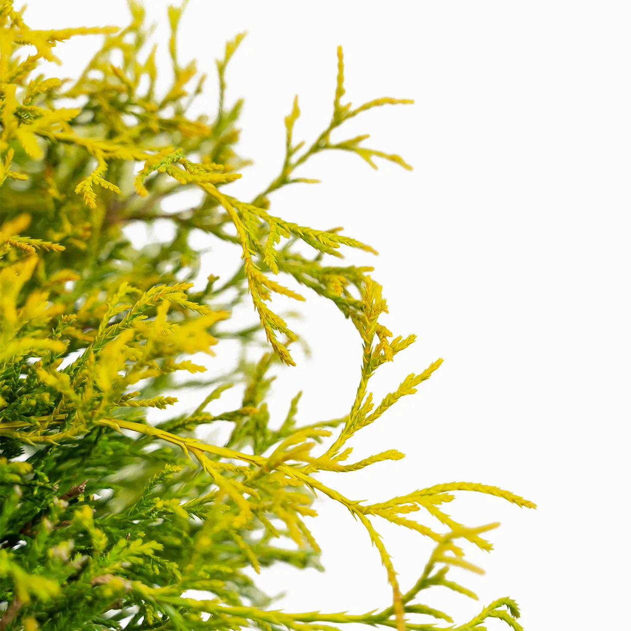 Sungold Sawara Cypress Shrubs For Sale | The Tree Center