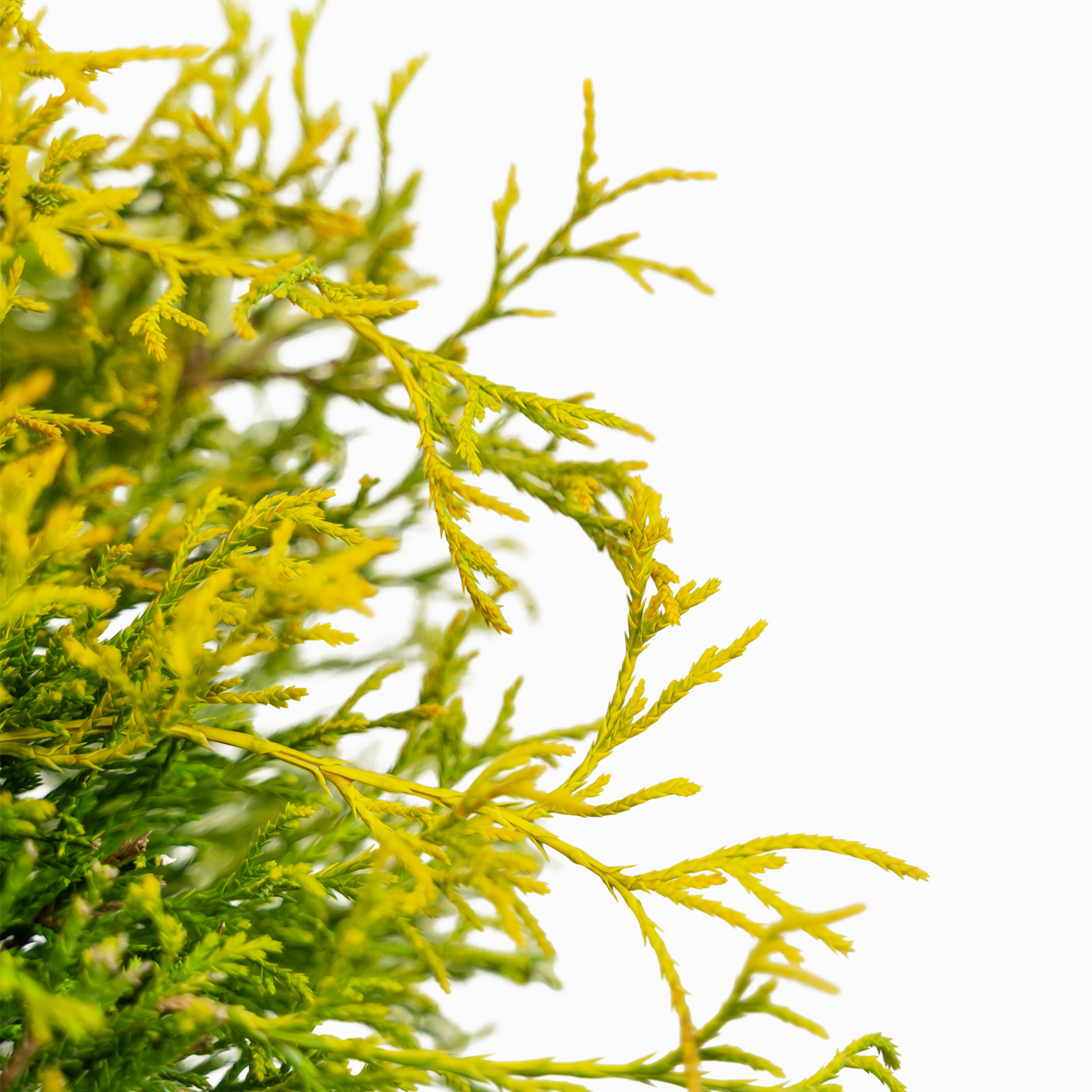 Sungold Sawara Cypress Shrubs For Sale | The Tree Center