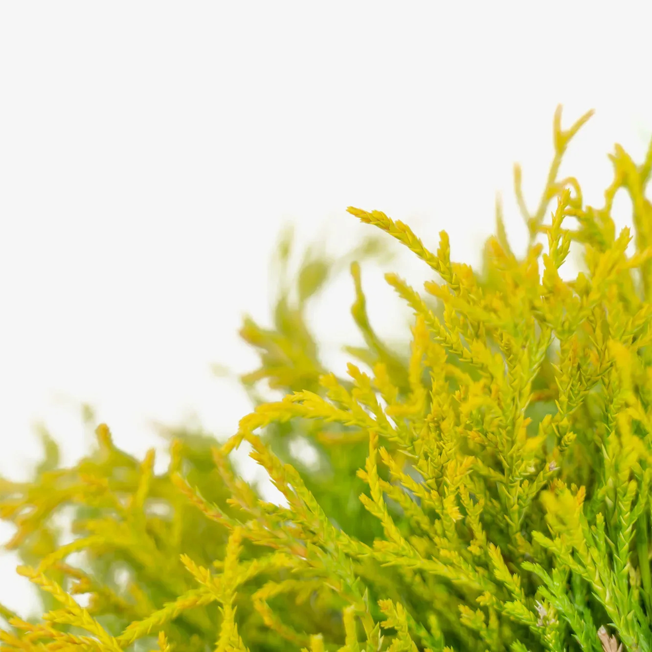 Sungold Sawara Cypress Shrubs For Sale | The Tree Center