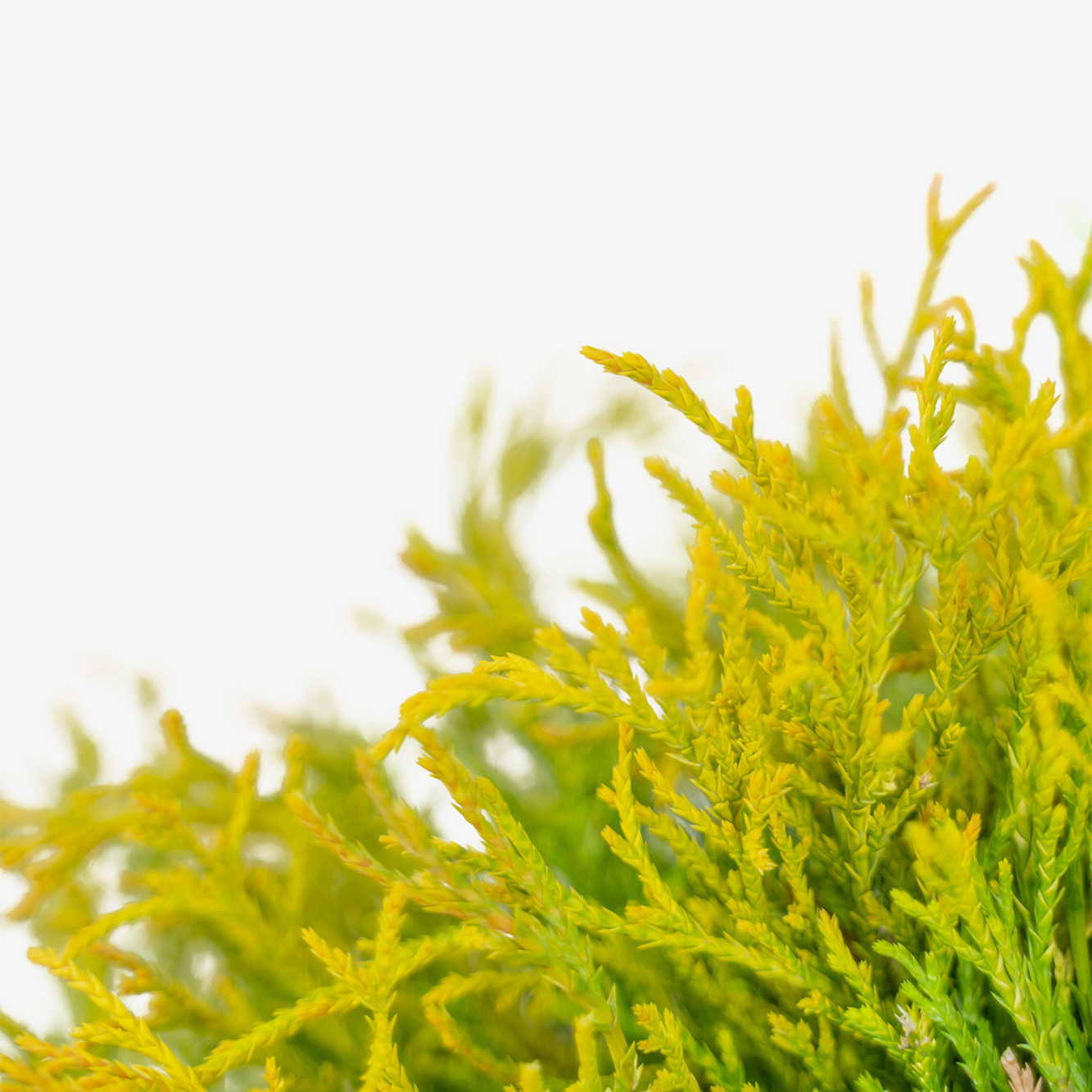 Sungold Sawara Cypress Shrubs For Sale | The Tree Center