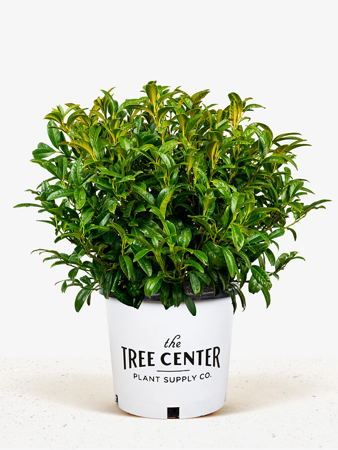 Cherry Laurels | Buy Cherry Laurels Online | The Tree Center