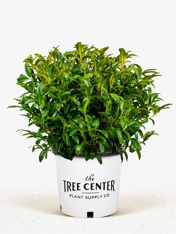 Cherry Laurels For Sale Online | The Tree Center