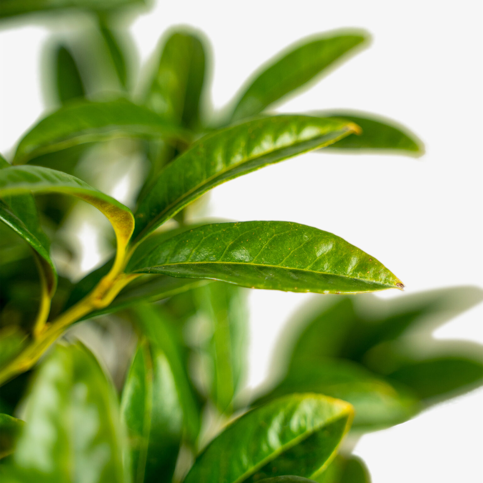 Chestnut Hill Cherry Laurel For Sale Online | The Tree Center