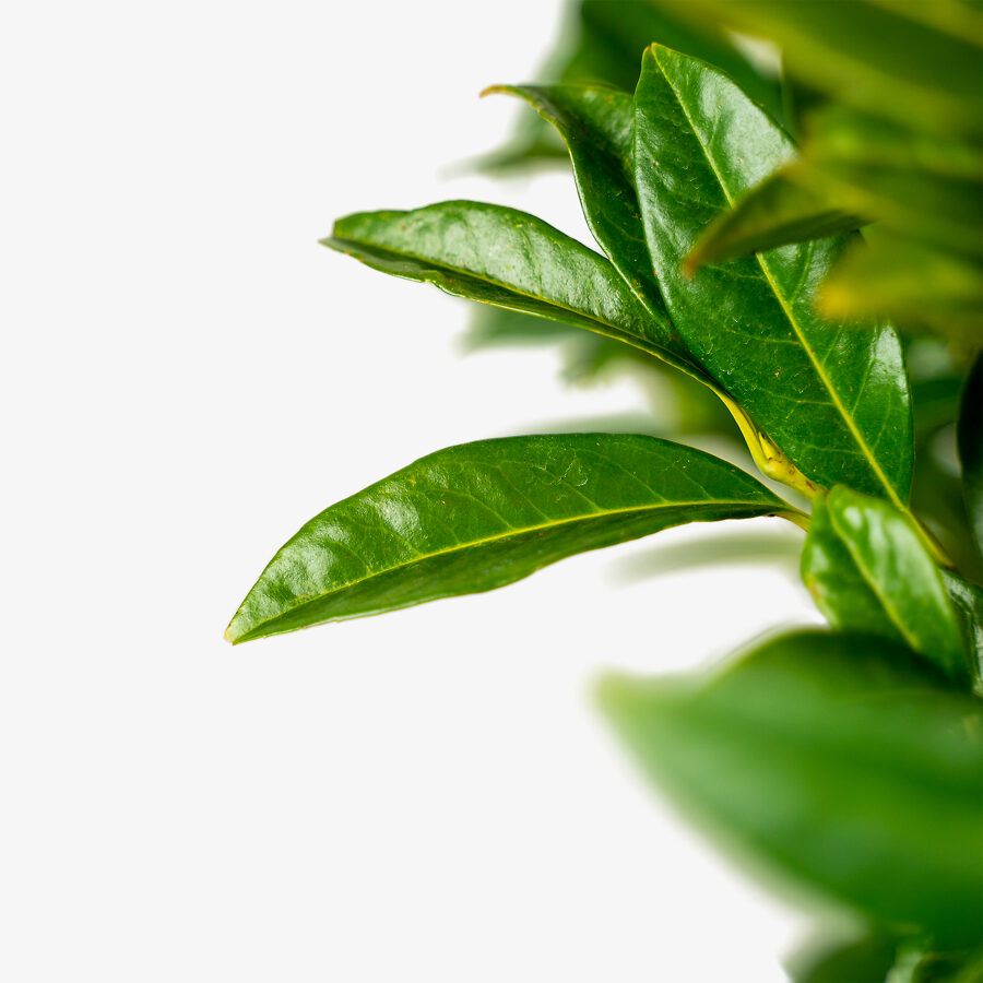 Chestnut Hill Cherry Laurel For Sale Online | The Tree Center