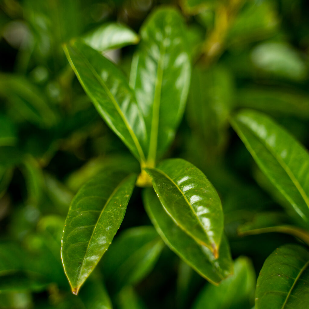 Chestnut Hill Cherry Laurel For Sale Online | The Tree Center