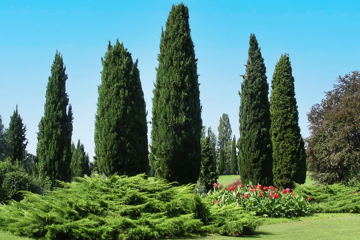 Understanding The Cypress Trees The Tree Center™, 51% OFF