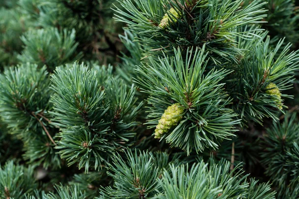 Pine Trees – Some Great Choices for Your Garden | The Tree Center™