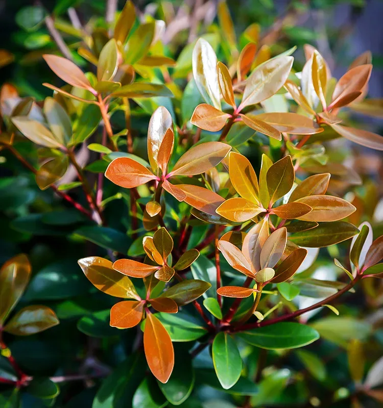 Bronze Beauty Cleyera For Sale | The Tree Center