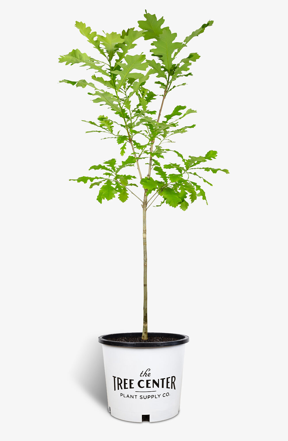 Bur Oak Tree For Sale Online | The Tree Center