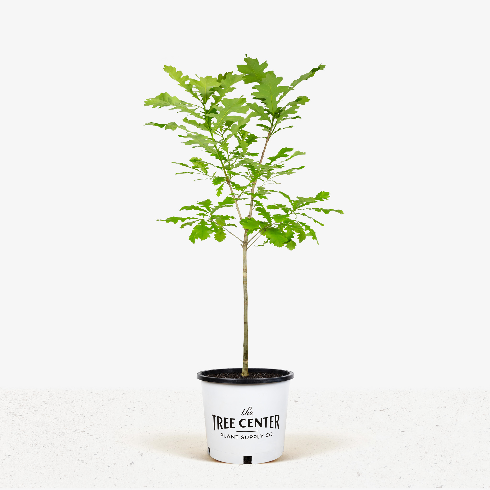 Bur Oak Tree For Sale Online | The Tree Center