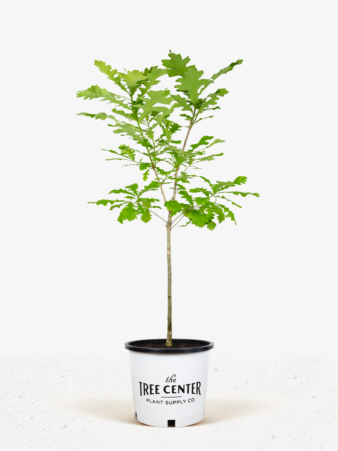 Buy Oak Trees | Oak Trees For Sale | The Tree Center