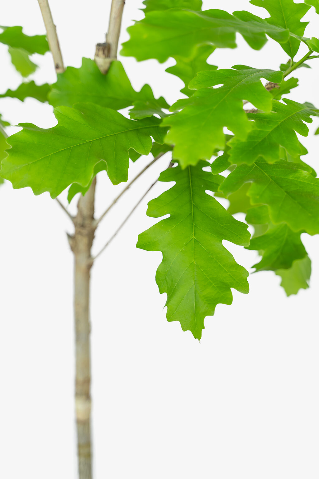 Bur Oak Tree For Sale Online The Tree Center
