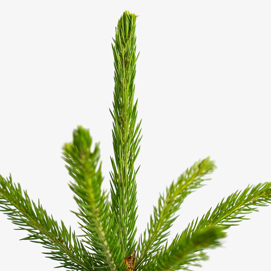 Colorado Spruce For Sale Online | The Tree Center