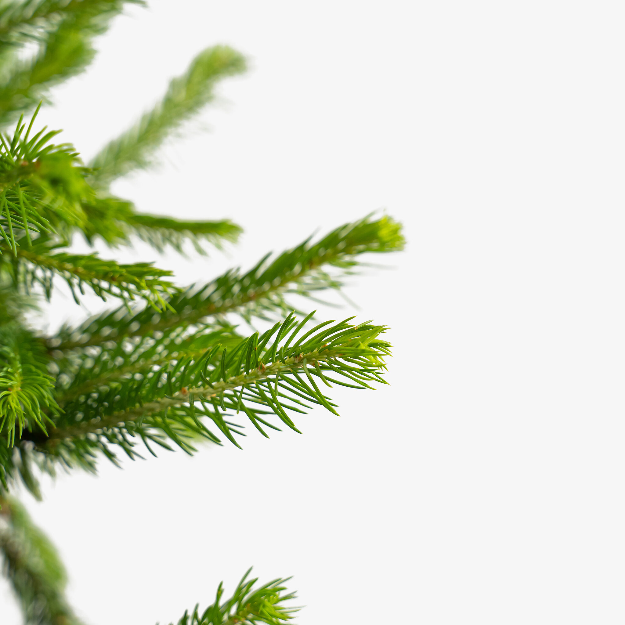 Colorado Spruce For Sale Online | The Tree Center