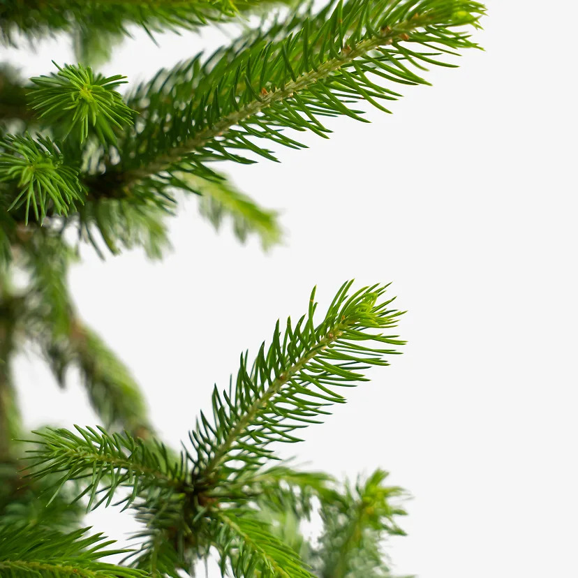Colorado Spruce For Sale Online | The Tree Center