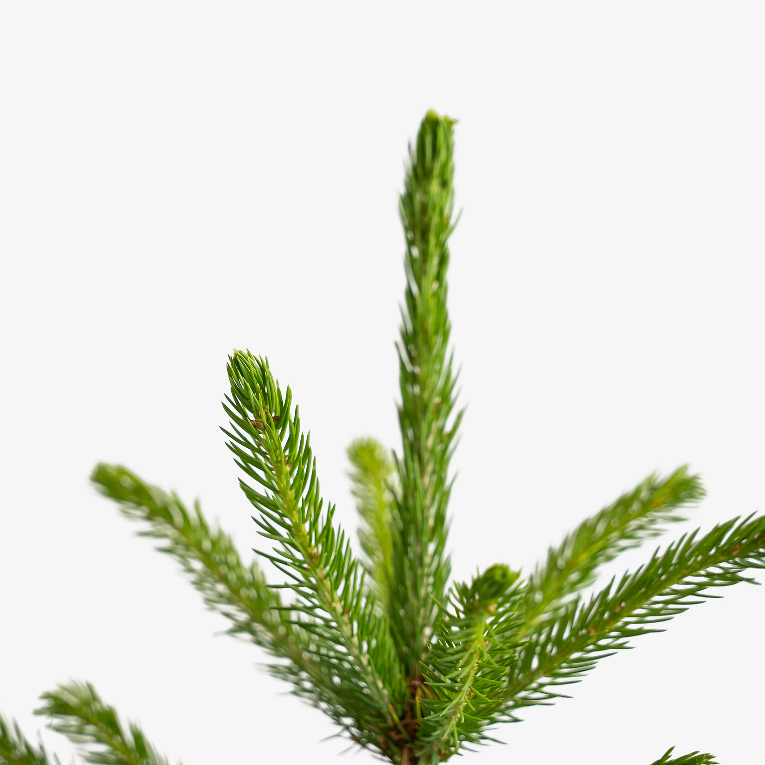 Colorado Spruce For Sale Online | The Tree Center