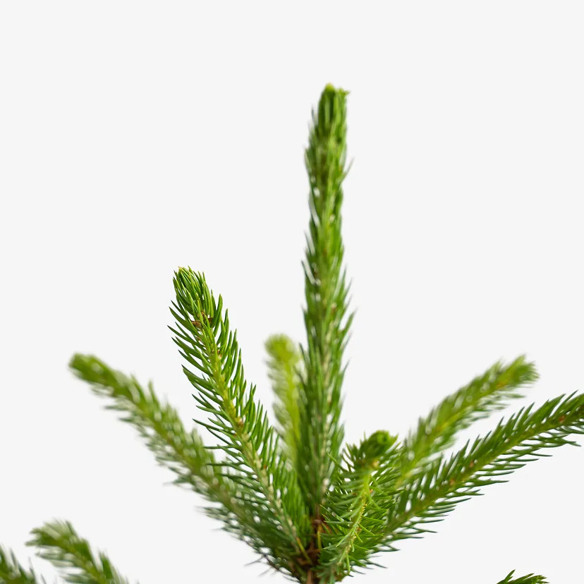 Colorado Spruce For Sale Online | The Tree Center
