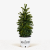 Colorado Spruce For Sale Online | The Tree Center