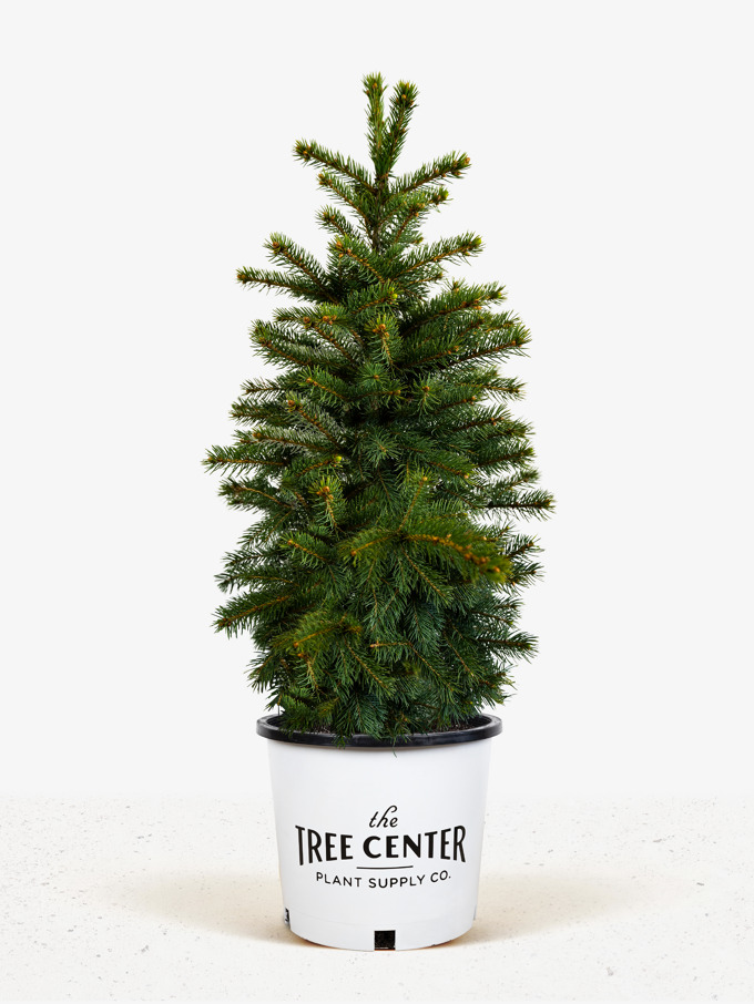 Spruce Trees for Sale Online | The Tree Center
