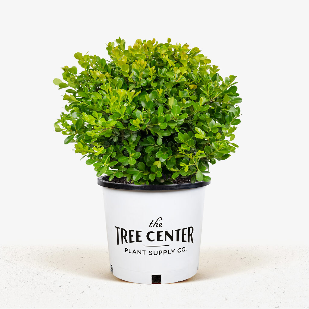 Japanese Littleleaf Boxwood Shrubs For Sale | The Tree Center