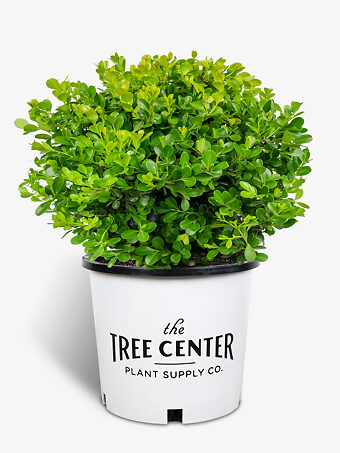Buy Green Tower Boxwood Online | The Tree Center