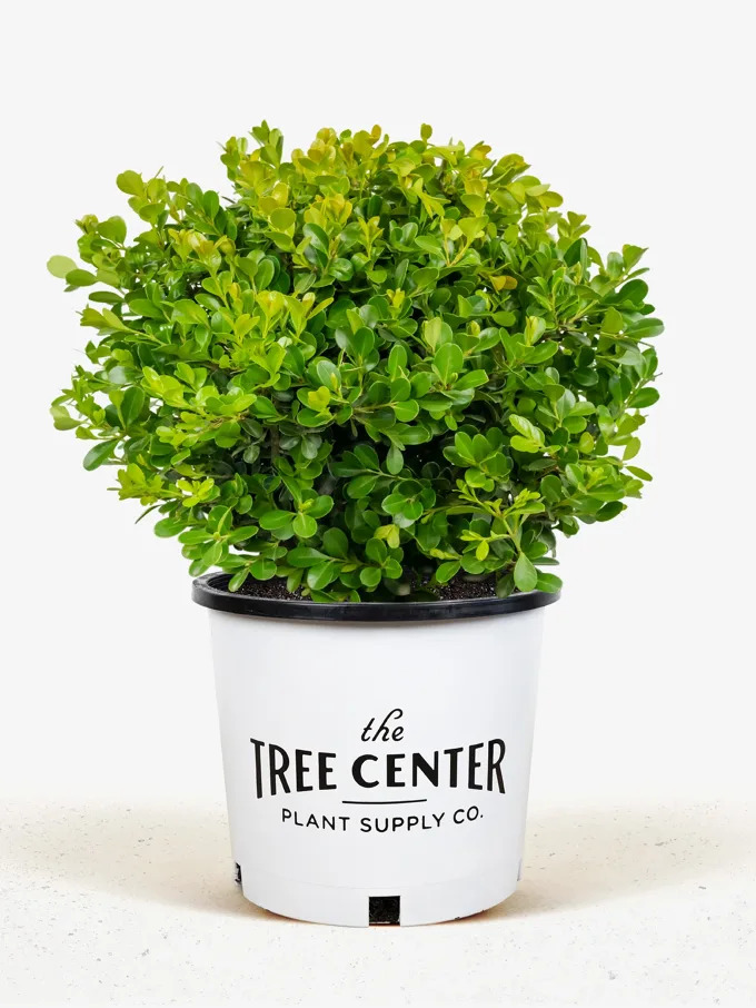 American Boxwood For Sale | The Tree Center