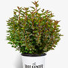 Little Devil Ninebark For Sale Online | The Tree Center
