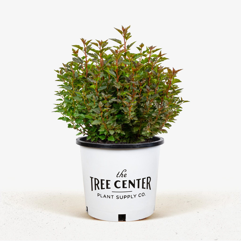 Little Devil Ninebark For Sale Online | The Tree Center