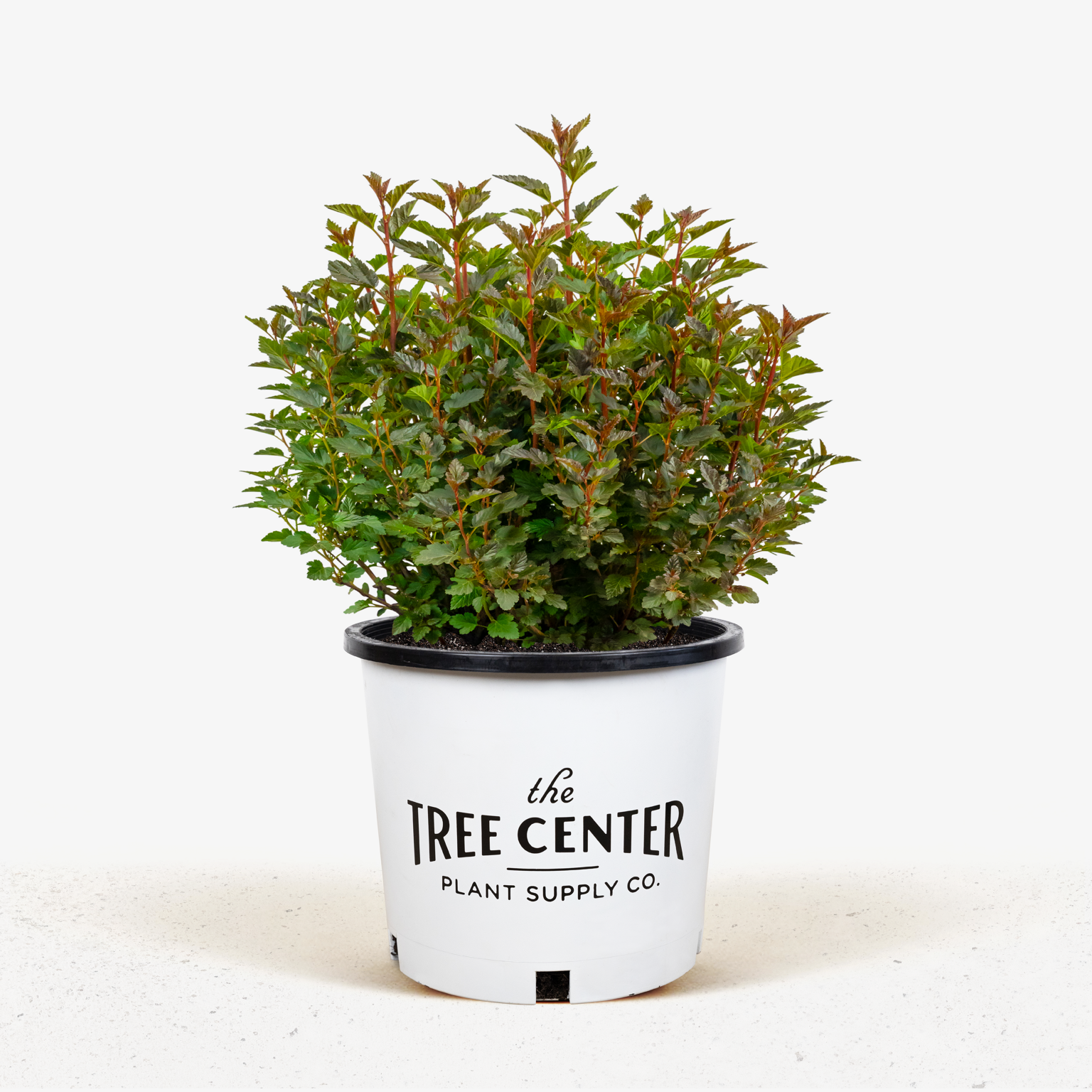 Little Devil Ninebark For Sale Online | The Tree Center