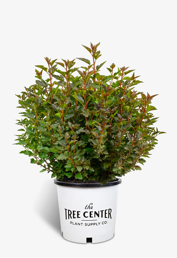 Little Devil Ninebark For Sale Online | The Tree Center