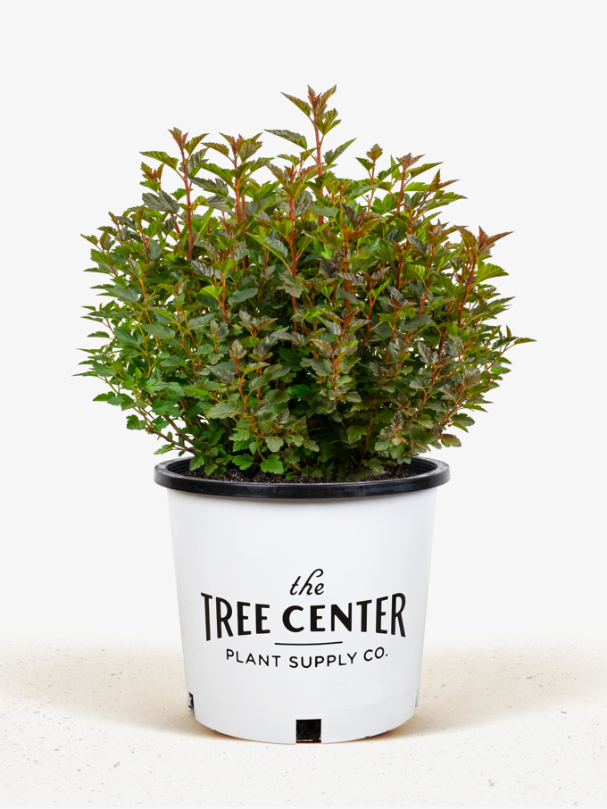 Ninebark For Sale Online | The Tree Center