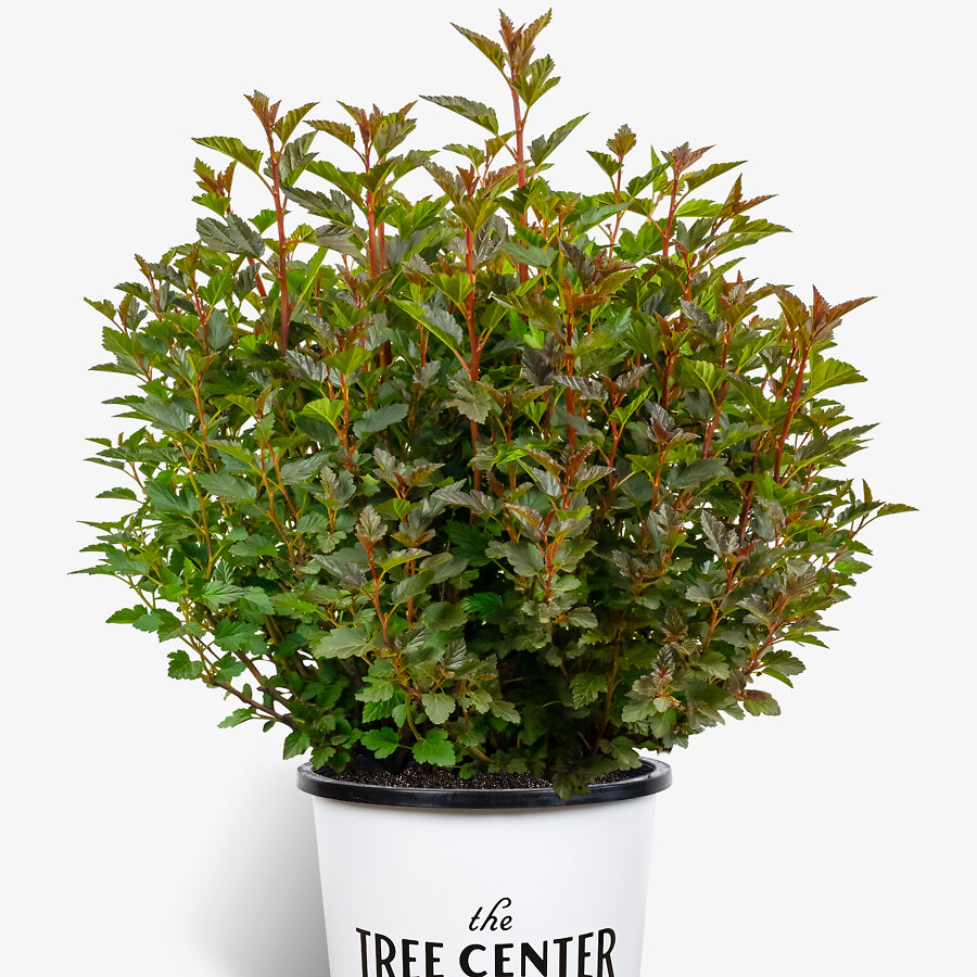 Little Devil Ninebark For Sale Online | The Tree Center