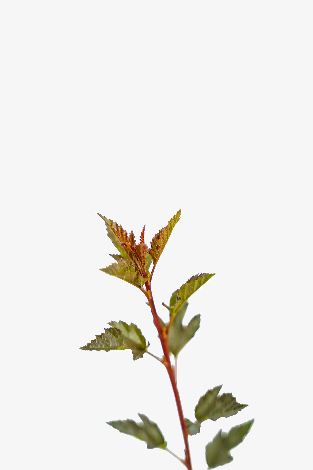 Little Devil Ninebark For Sale Online | The Tree Center