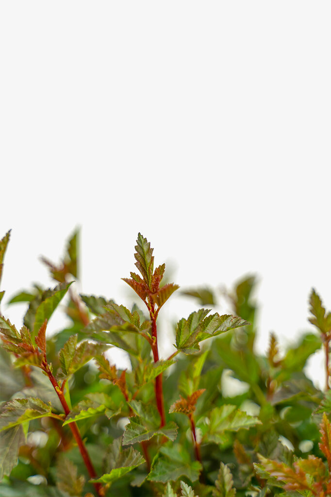 Little Devil Ninebark For Sale Online | The Tree Center