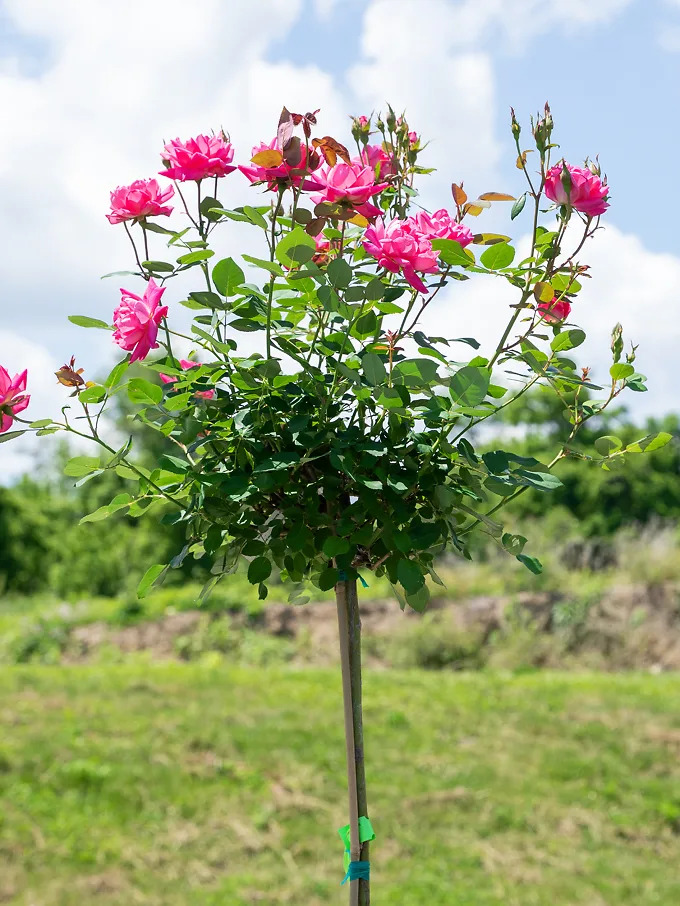 Knockout Rose Trees For Sale Online | The Tree Center