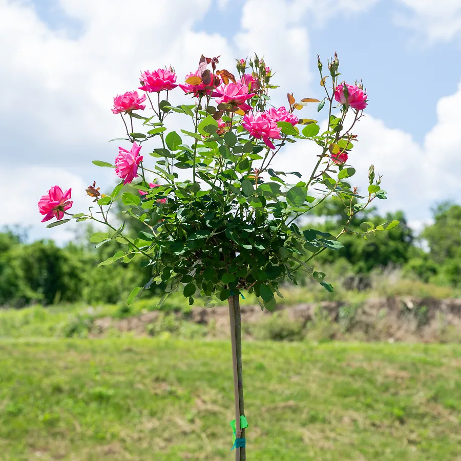 Pink Double Knockout Rose Trees For Sale Online | The Tree Center