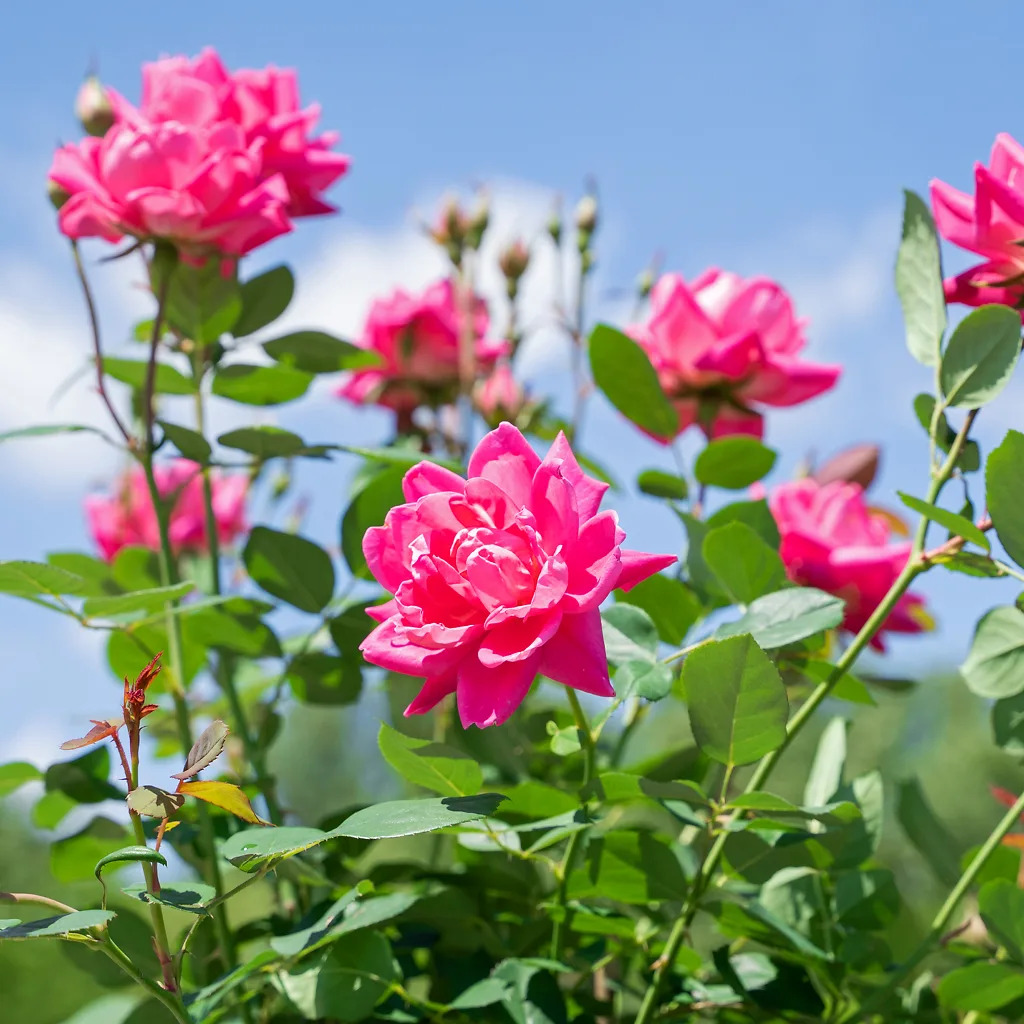 Pink Double Knockout Rose Trees For Sale Online | The Tree Center