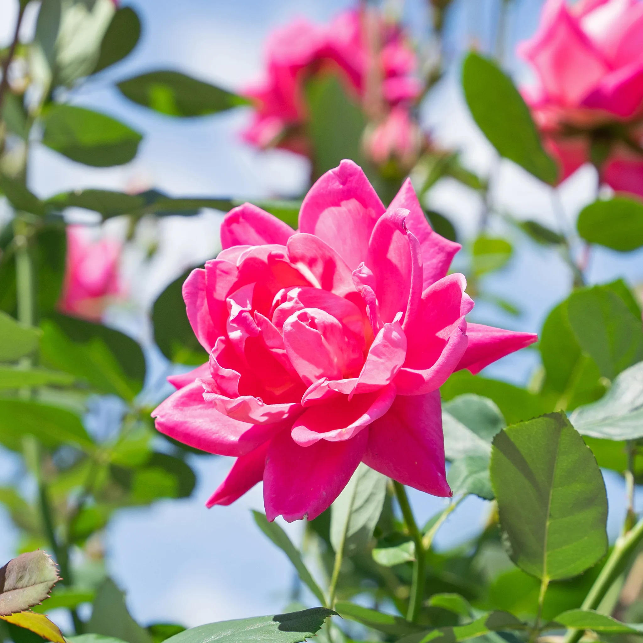 Pink Double Knockout Rose Trees For Sale Online | The Tree Center